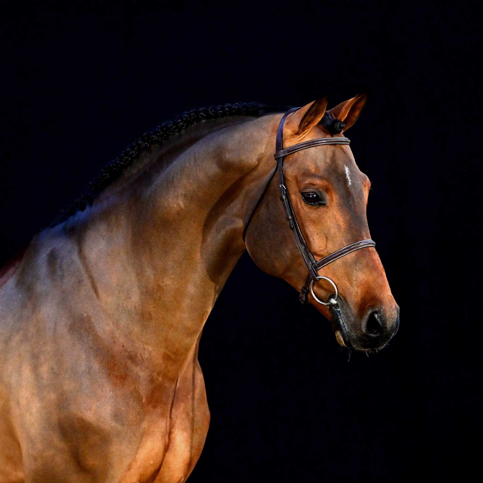 Hengste – Hengststation Tebbel