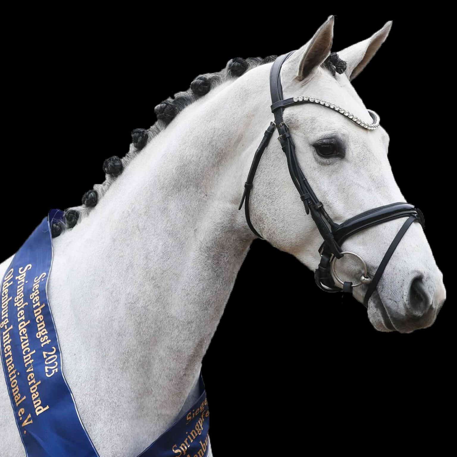 Cashmere Blue – Hengststation Tebbel